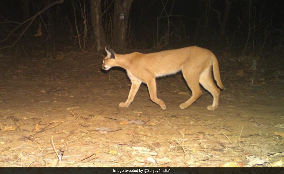 Cat Caracal Caracal Close Encounter 'the Best Gift Ever'