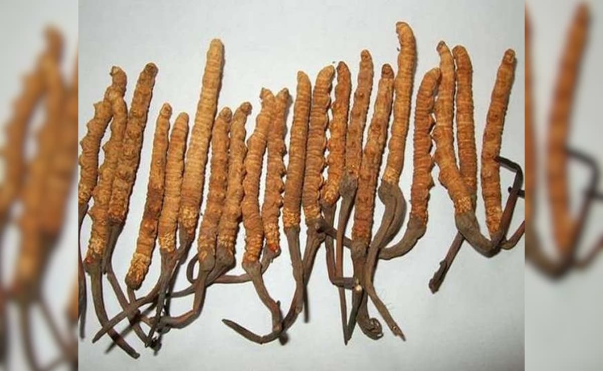 कीड़े जैसी दिखने वाली 'कीड़ा जड़ी' कई रोगों के लिए काल समान, कीमत सुन ...