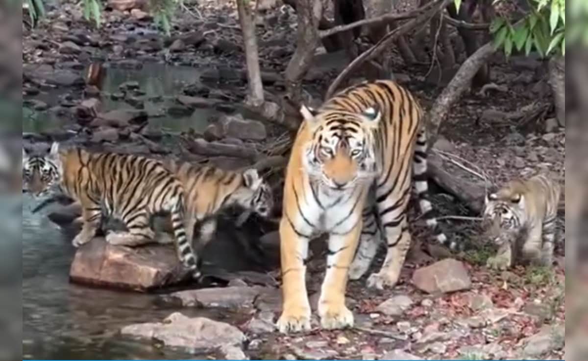 Tigers Death news 62 tigers have died in India in the last four months, 20 tigers have died in ...