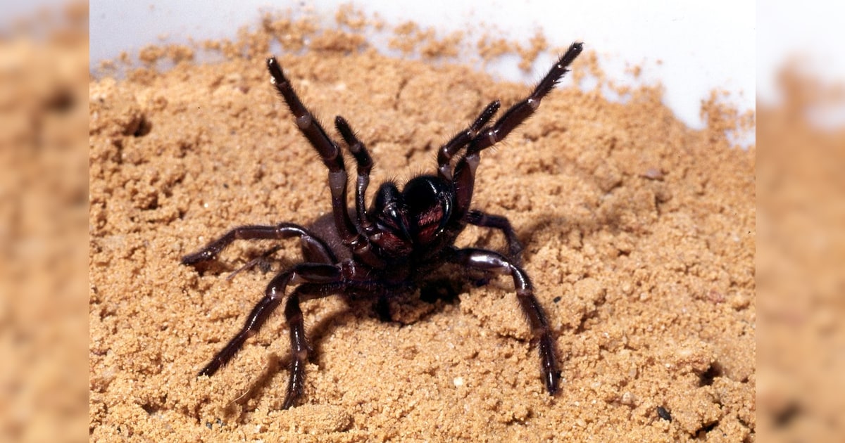 Meet The Deadliest Spider In The World