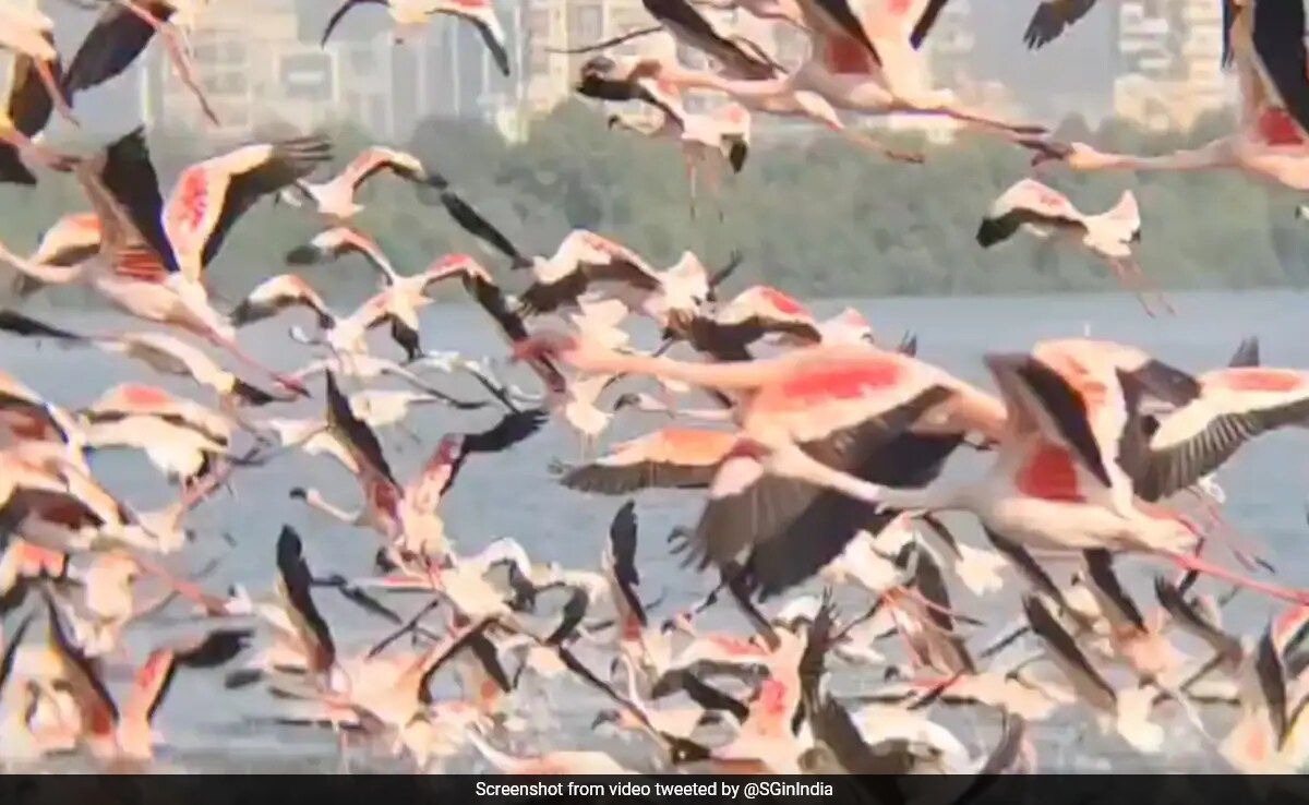 Watch: Navi Mumbai Transforms Into A Pink Wonderland As Thousands Of ...