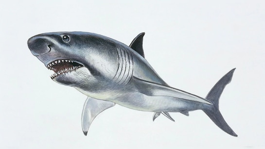 largest shark when grown