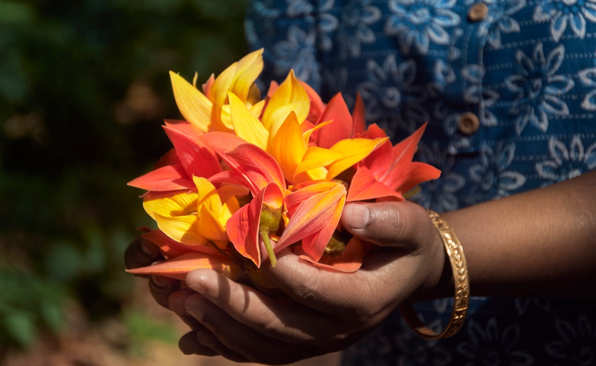 Skin care tips : पलाश का फूल है त्वचा के लिए बहुत फायदेमंद, ये रही वजह ...