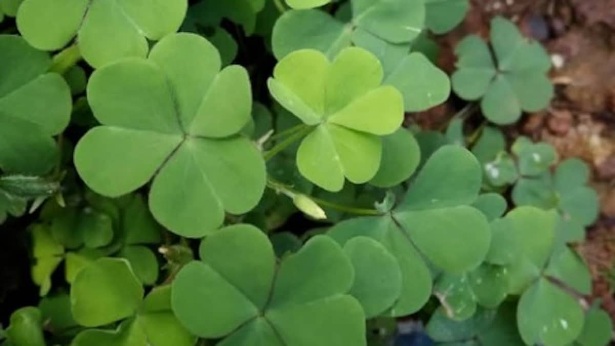 सेहत का खजाना है चांगेरी घास, कई गुणों से है भरपूर; जानें अनोखे फायदे ...