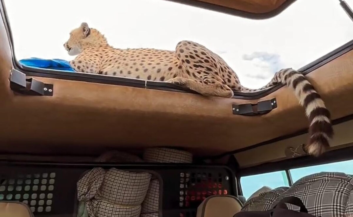 Viral Video: Travel Vlogger Shares Thrilling Safari Experience At ...