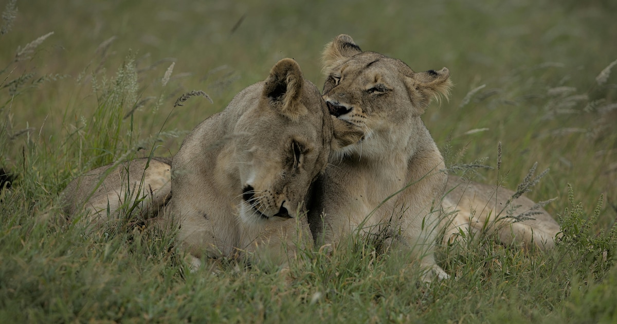 Fascinating Facts About Homosexual Behaviour In Animals