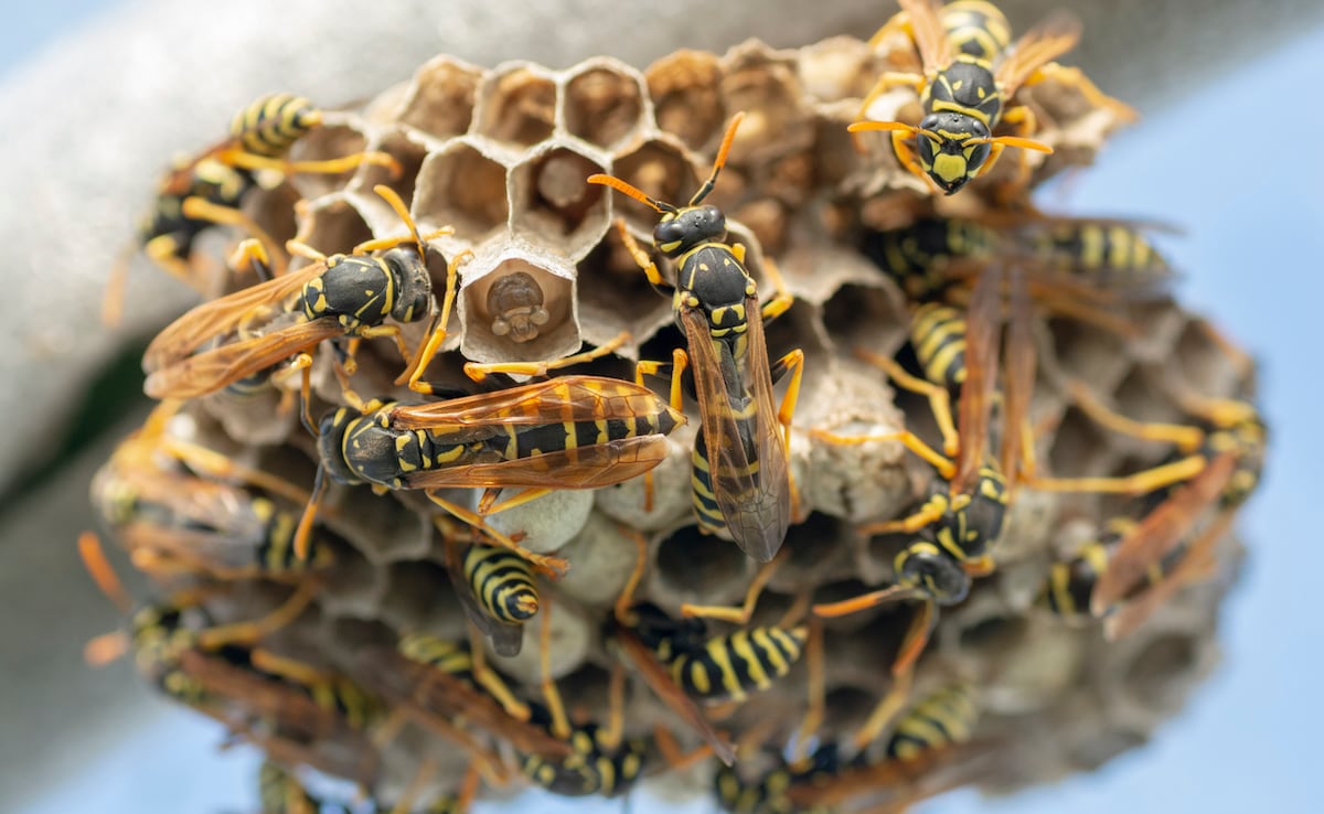 घर के बाहर लगा है मधुमक्खी का छत्ता, तो इस एक ट्रिक से मिनटों में साफ ...