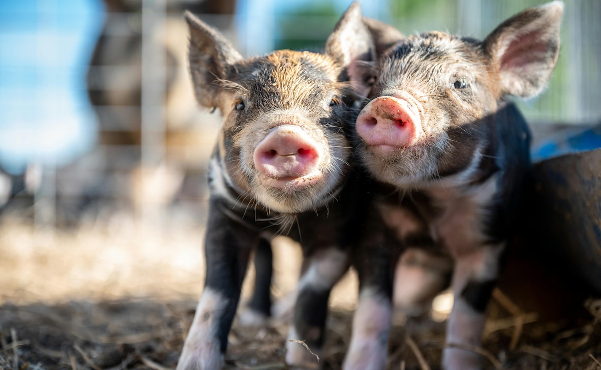 Danish Exhibit Starving Piglets To Death Sparks Outrage: "This Is Criminal"