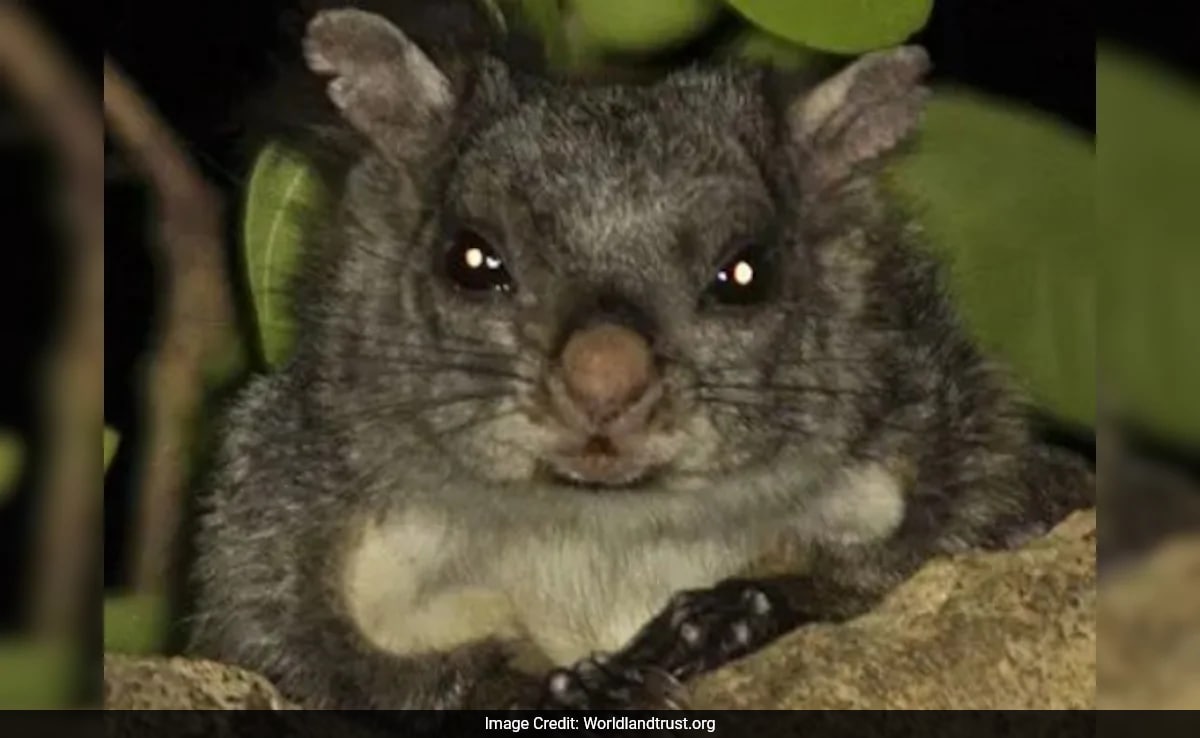 50 Indian Giant Flying Squirrels Found In Maharashtra Reserve