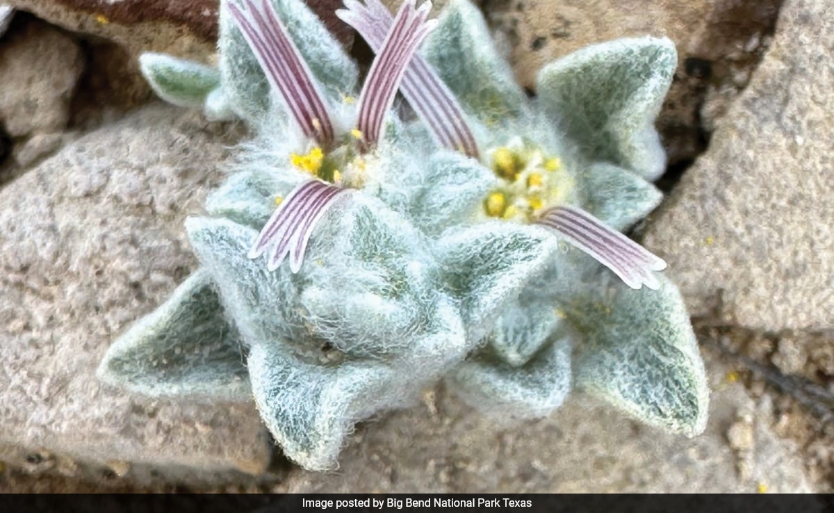 Wooly Devil: All About The New Plant Species Discovered At US National Park