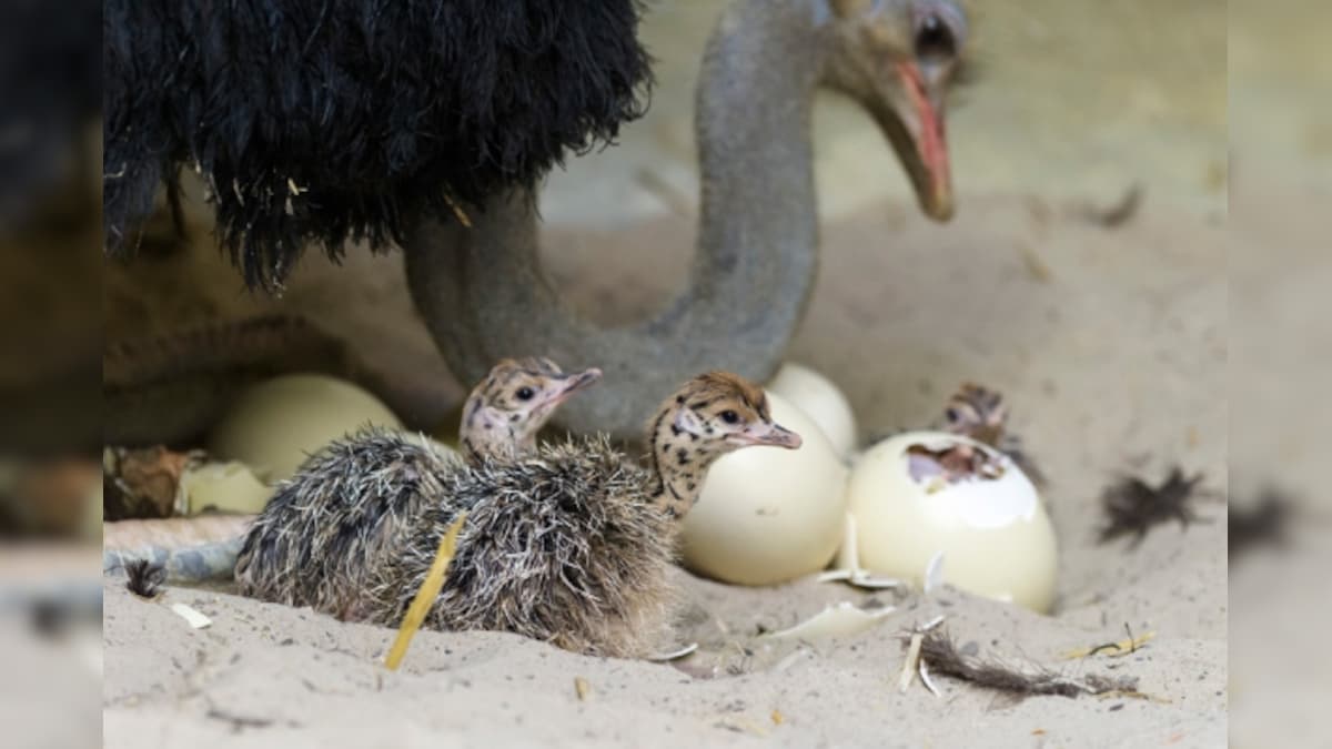 Ostrich Breeding Rajasthan: राजस्थान में पहली बार सफल शुतुरमुर्ग ...