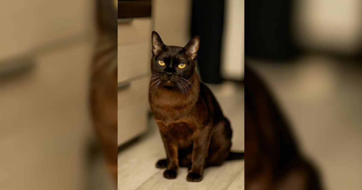 Cat Breed Known For Their Stunning Yellow Eyes