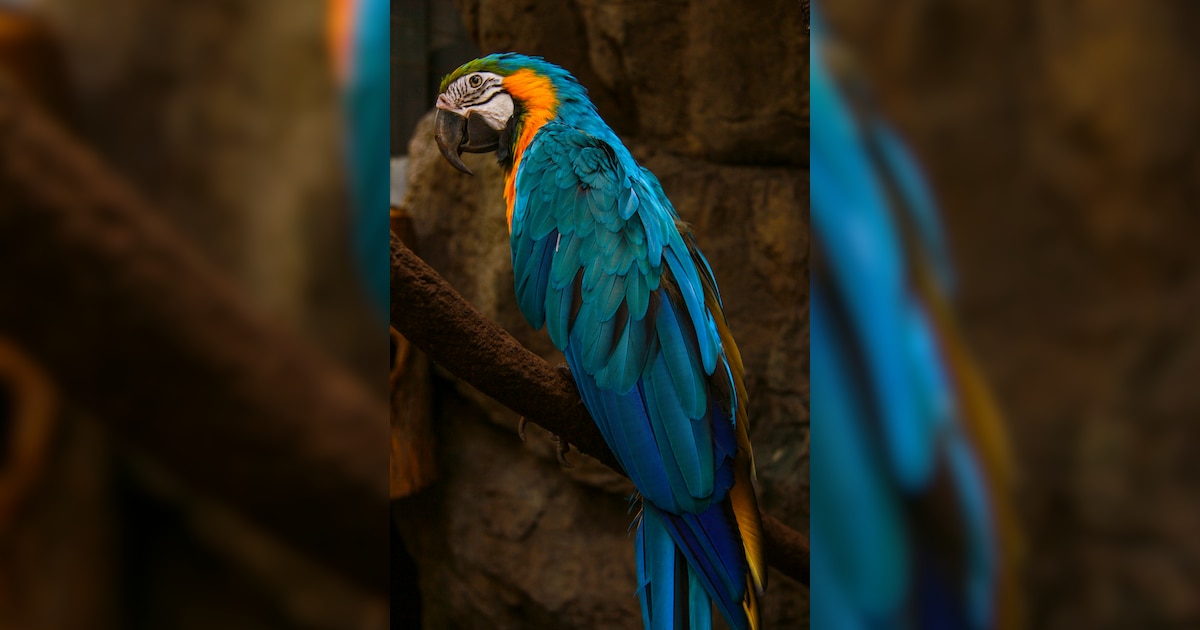 The World’s Most Expensive Parrots