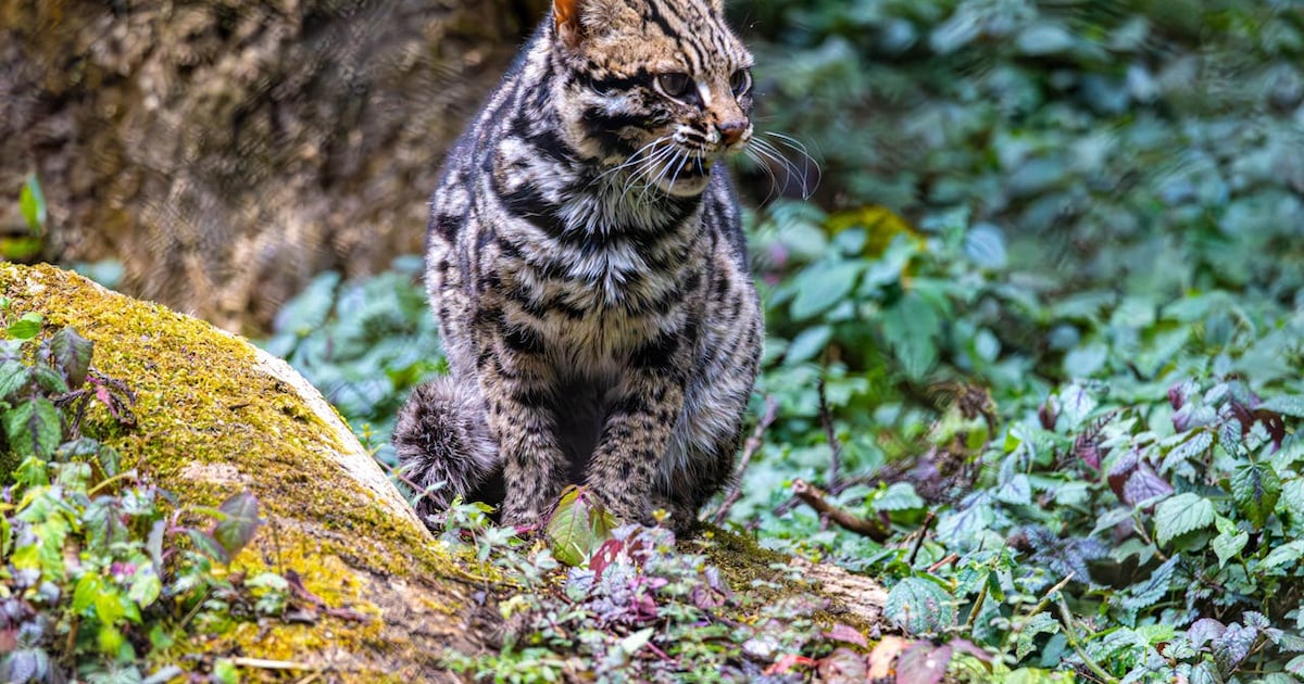 Interesting Facts About Fishing Cat