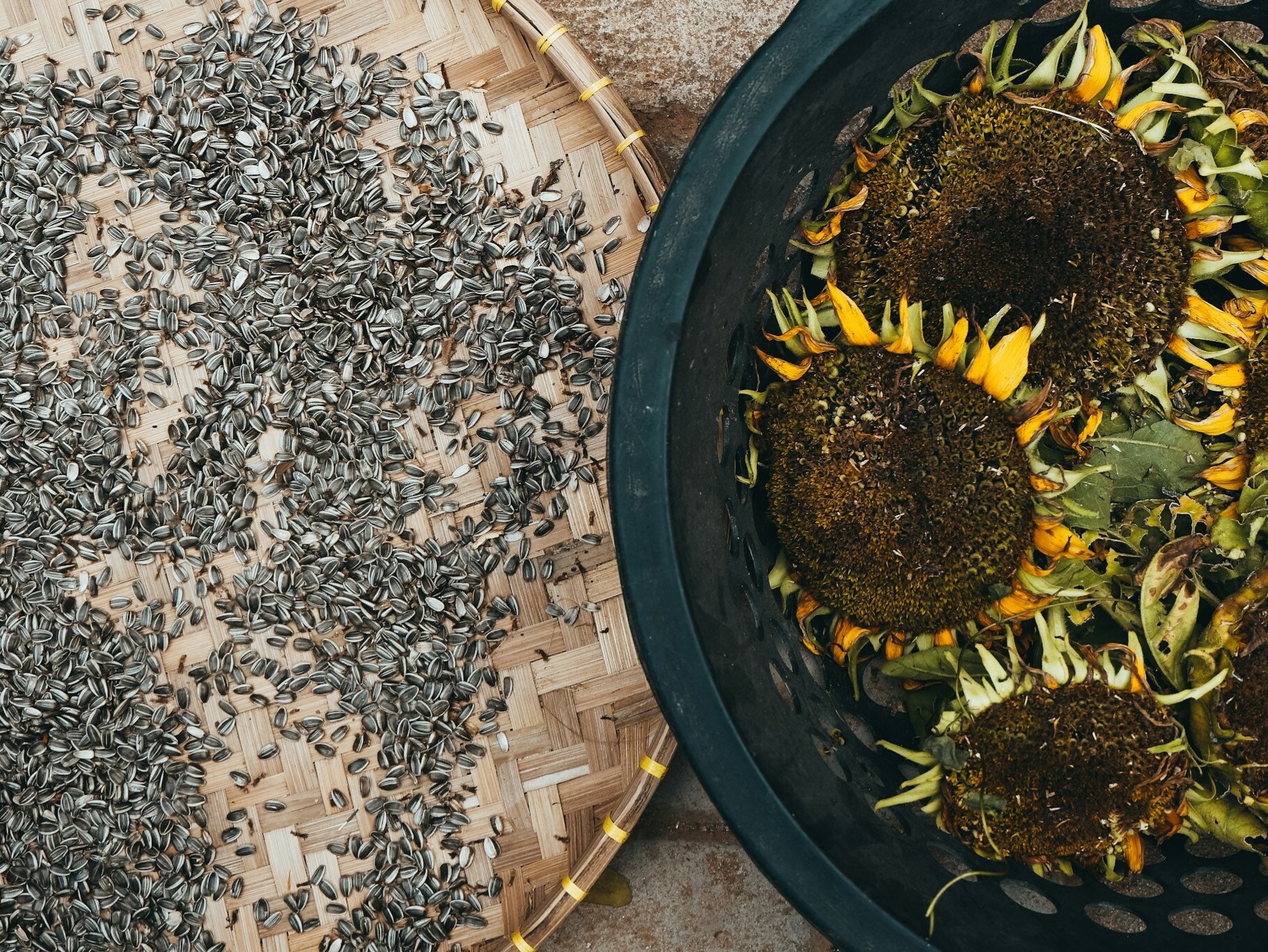 Benefits Of Eating Sunflower Seeds