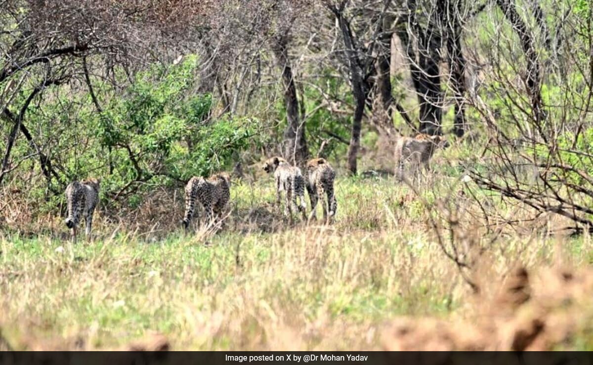 Cheetah Gamini, 4 Cubs Released Into Wild At Kuno National Park In ...