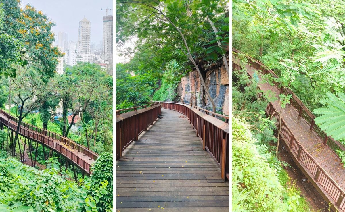 Mumbai News first Elevated Nature Trail in Mumbai Singapore Tree Top ...