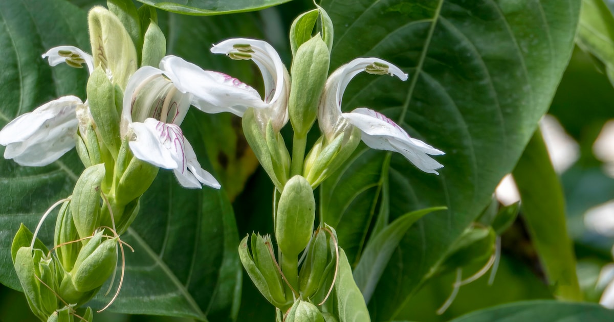 Home care: क्‍या होता है Vasa plant, जानिए इसके फायदे