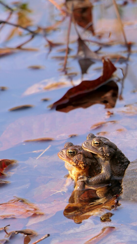 animals without heads moving