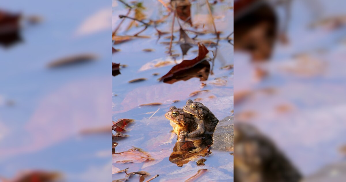 animals without heads moving