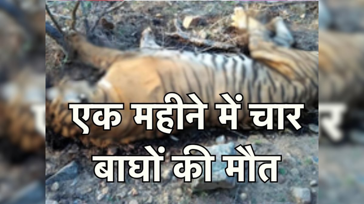 Tiger Death in MP: एमपी में नहीं रुक रहा बाघों की मौत का सिलसिला, एक ...