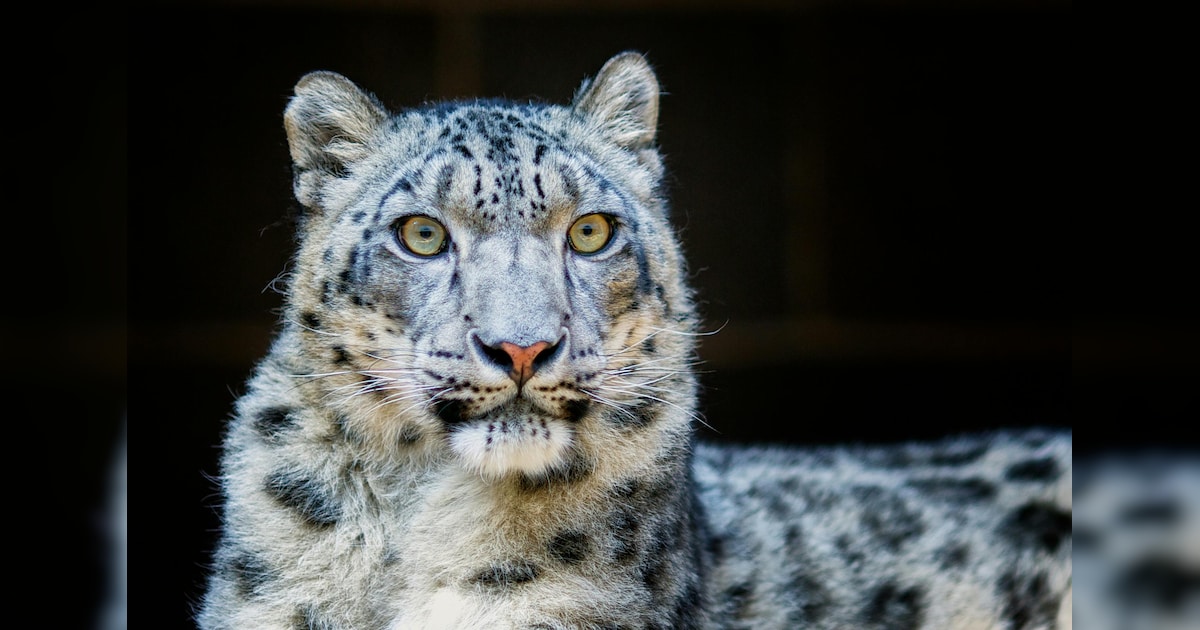 Why Snow Leopards Have Extremely Long Tails
