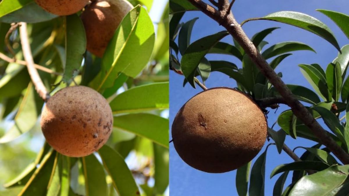 Amalsari Chikoo Benefits: पोषक तत्वों से भरपूर है GI टैग पाने वाले ...