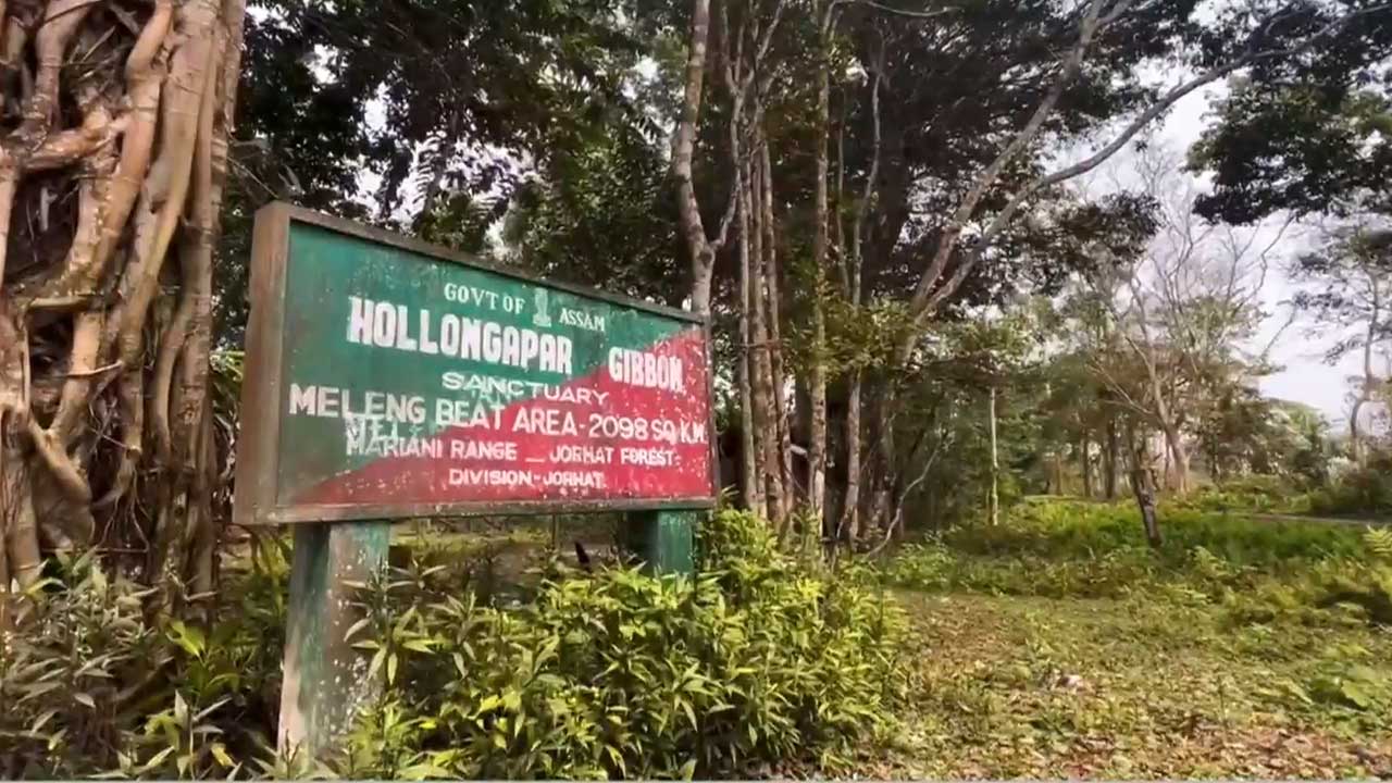 Canopy Bridge To Facilitate Movement Of Gibbons Within Assam Sanctuary