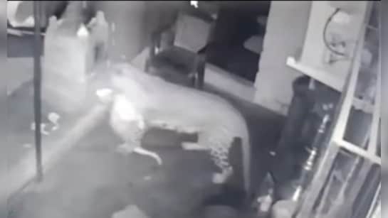 indian leopard attacks dog