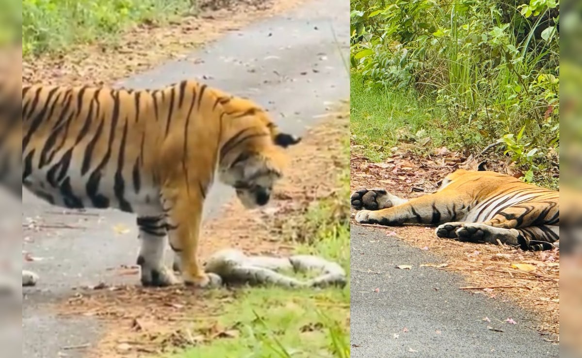 अजगर खाने के बाद बिगड़ी बाघ की हालत, बेहोश होकर गिरा, वीडियो देख लोग ...