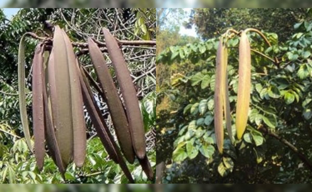 प्रकृति का वरदान ‘श्योनाक’, जो बुखार, मलेरिया समेत कई बीमारियों से ...