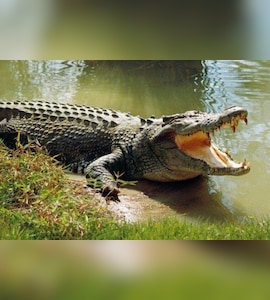 philippine crocodile attack