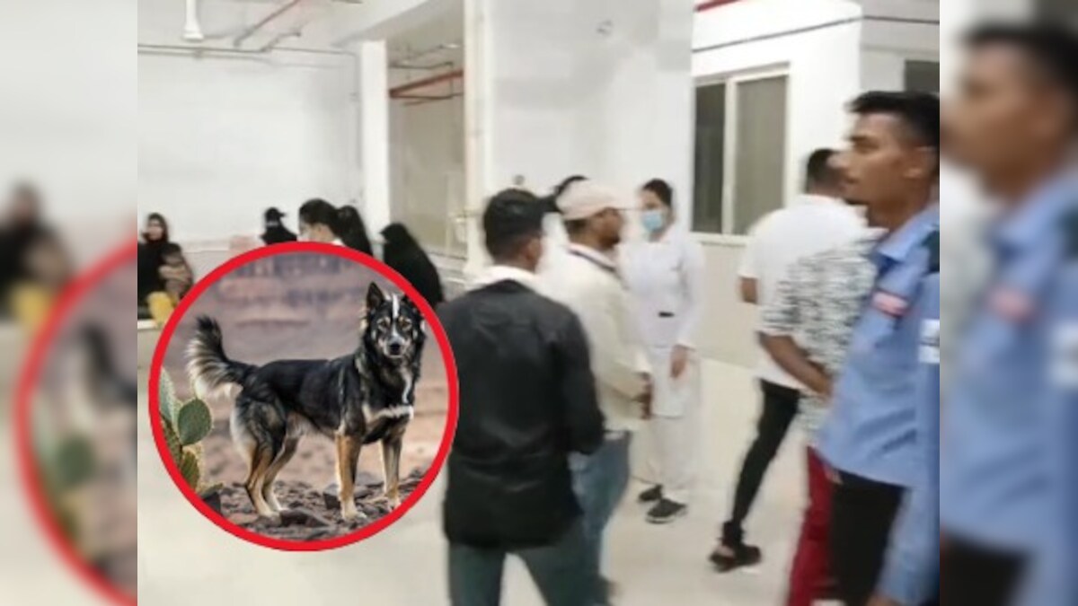 Dog Bite Case : खंडवा में पागल कुत्ते का आतंक, एक ही वार्ड में 13 बच्चों को काटा, मची अफरा-तफरी ...