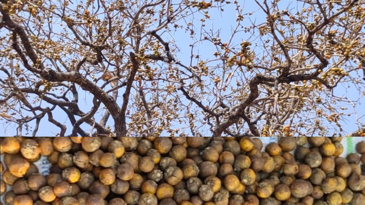 Tendu Fruits: एमपी और छत्तीसगढ़ में इन दिनों तेंदू की बहार, जानिए इस ...