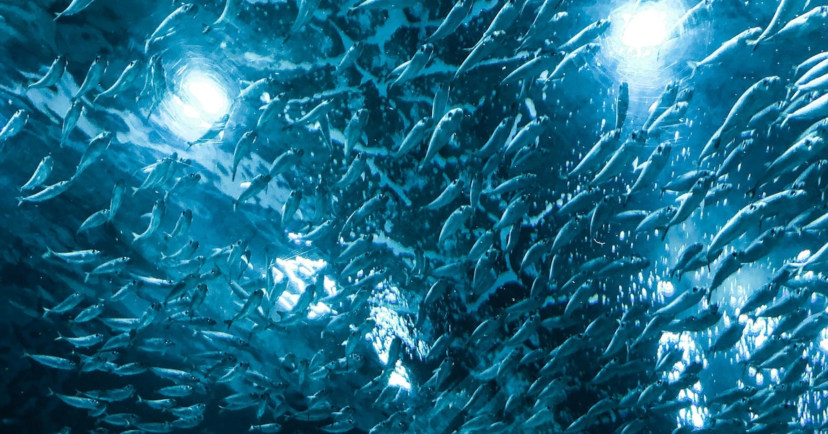 Fascinating Facts About Fish