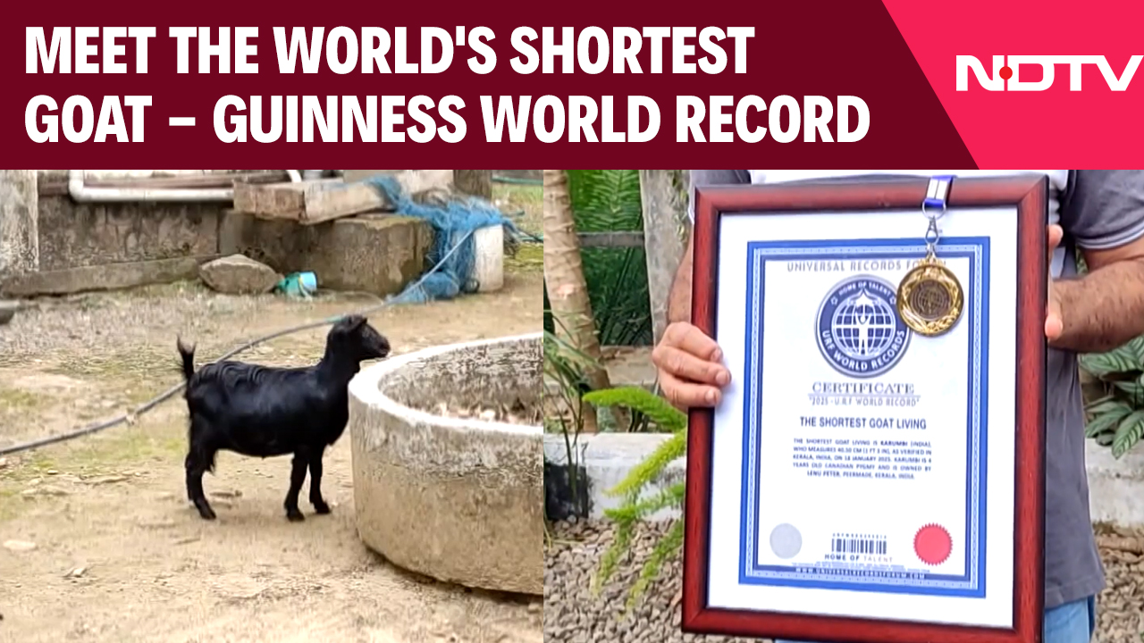 Shortest Living Goat In The World Is In Kerala; Has Guinness World Record
