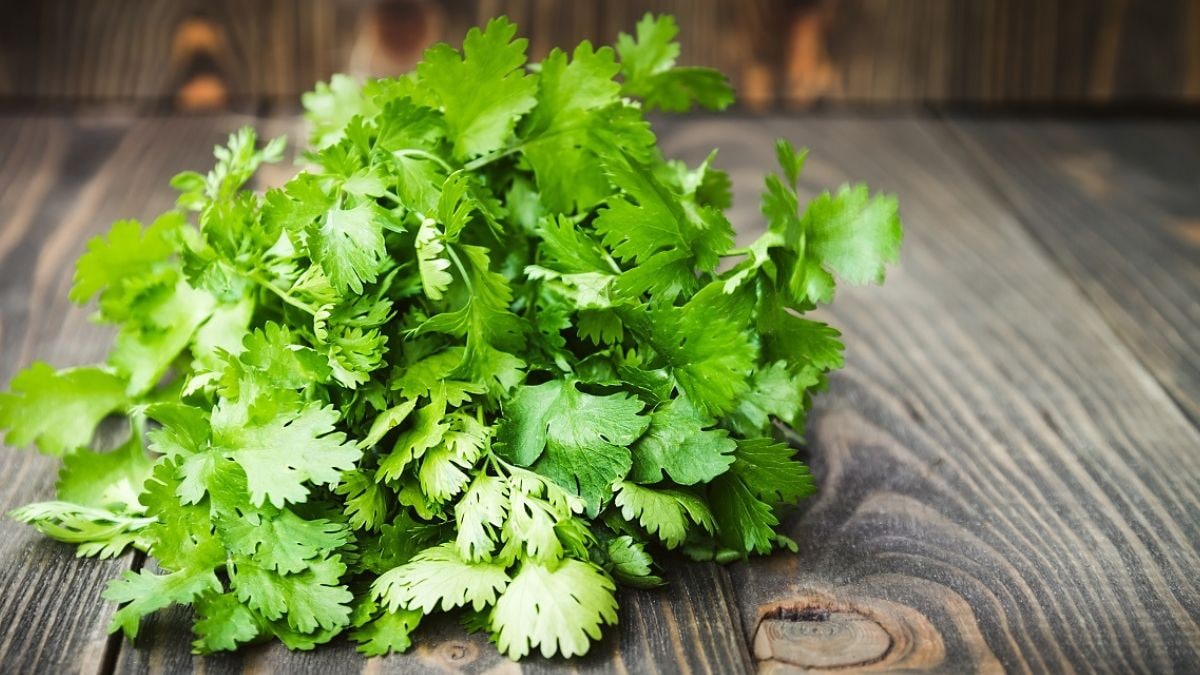 Dont Eat Coriander Without Following These 5 Steps To Clean It Properly ...