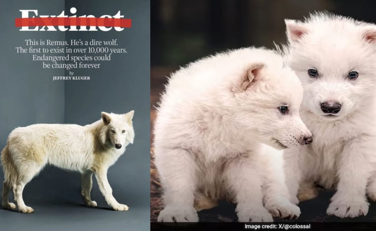 साढ़े 12 हजार साल बाद इस तरह ज़िंदा हो उठे 'डायर वुल्फ', साइंस की मदद ...