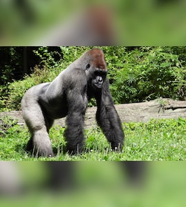 silverback gorilla speed