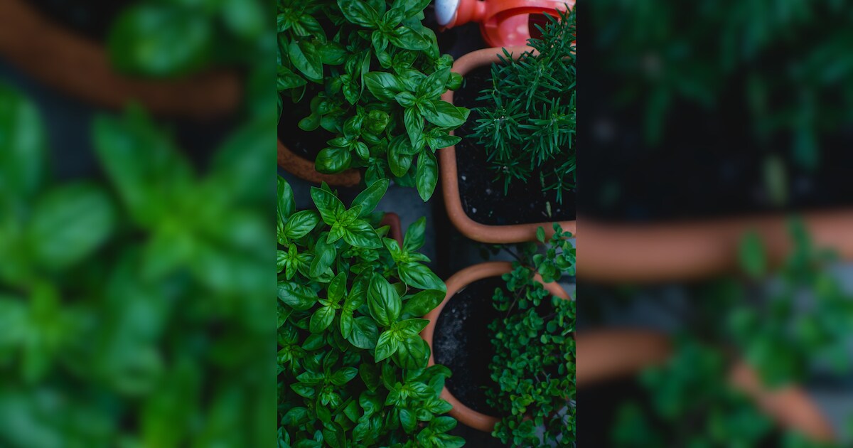 Benefits Of Eating Tulsi Leaves Every Morning