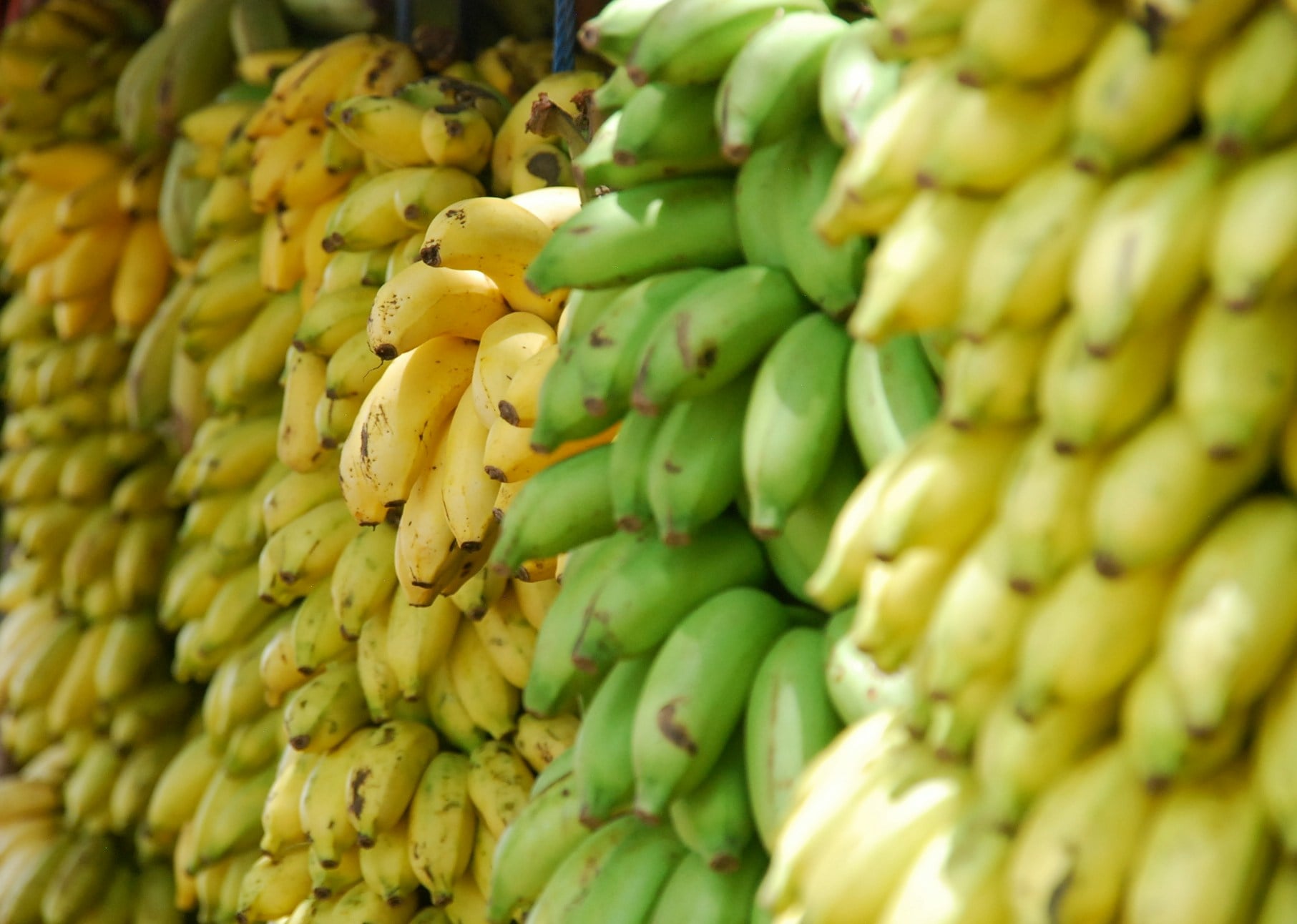 How Many Bananas Should You Eat Everyday?