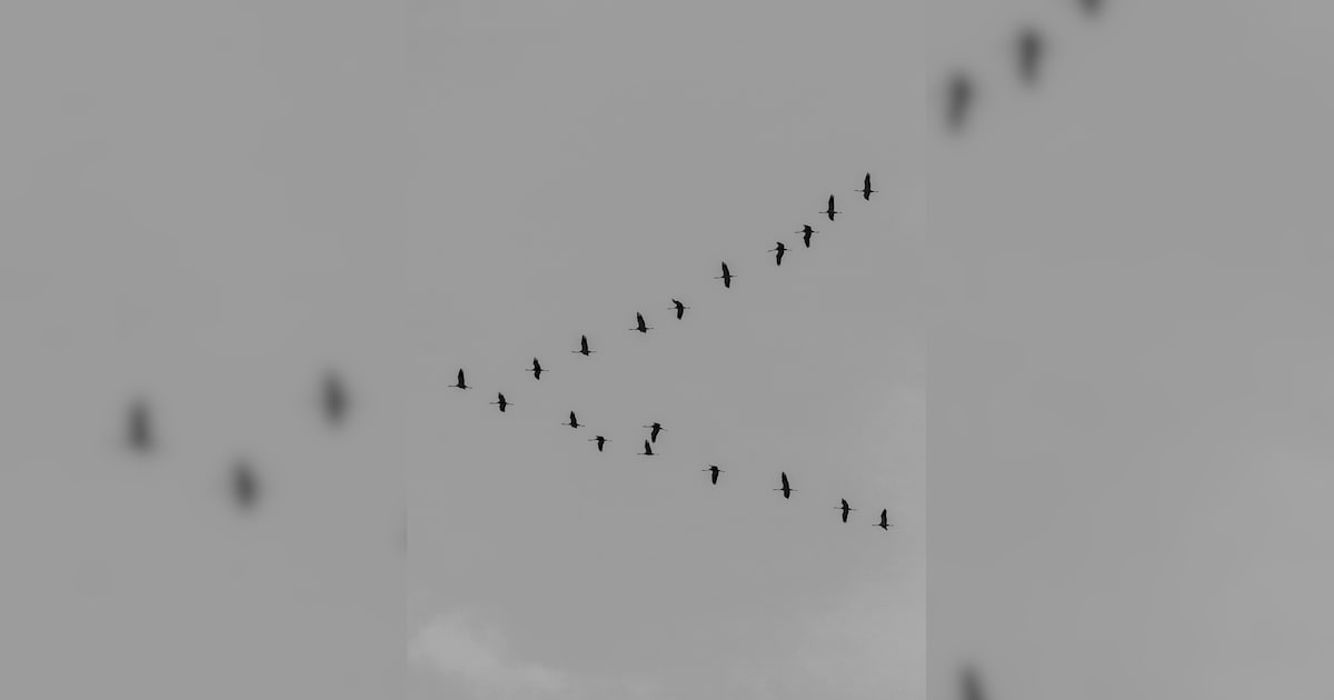 How Birds Fly In V Shape Without Colliding
