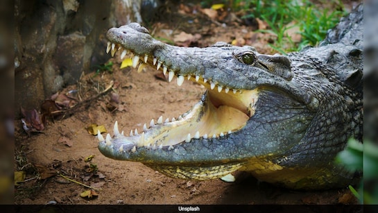 alligator eats pet dog