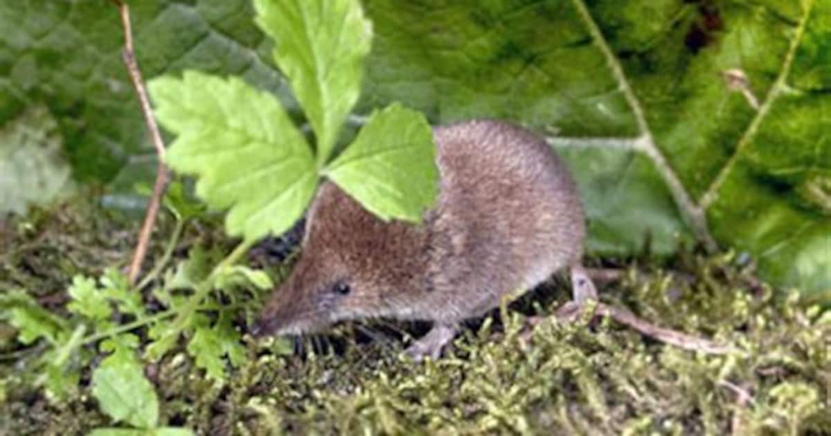 Masked Shrew Calderdale Wildlife: Common Shrew