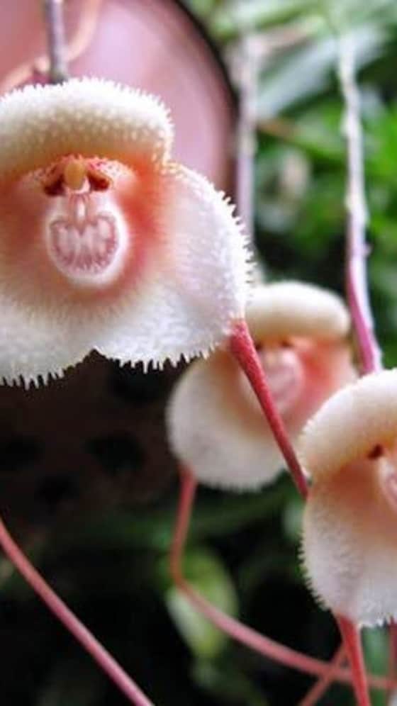 monkey face orchid