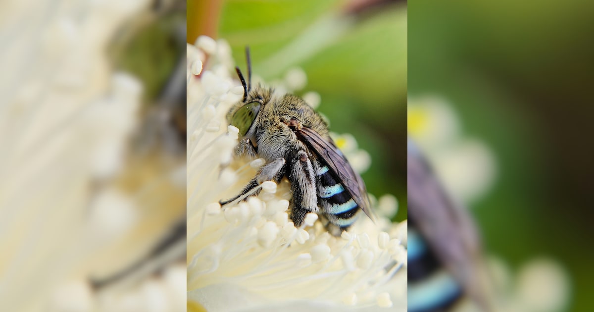 Meet Australia's Most Surreal Bee