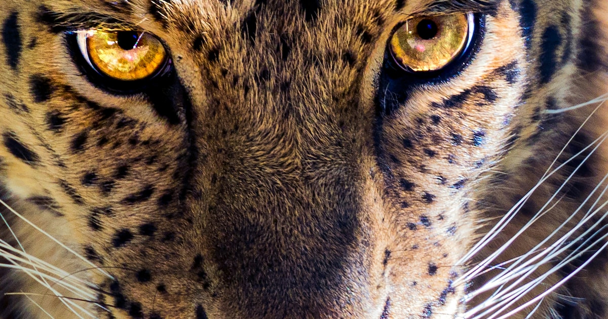 Top 10 Strongest Animals In The World