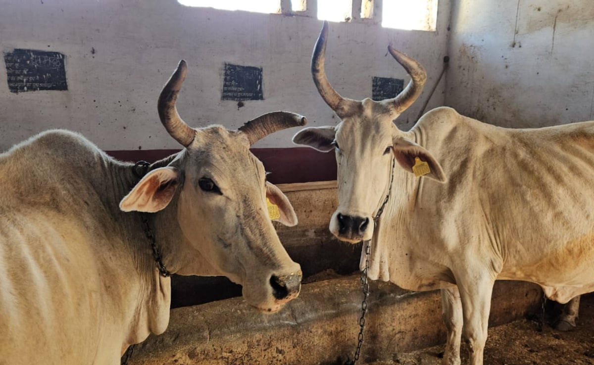 Maharashtra Grants Agriculture Status to Animal Husbandry, First State ...