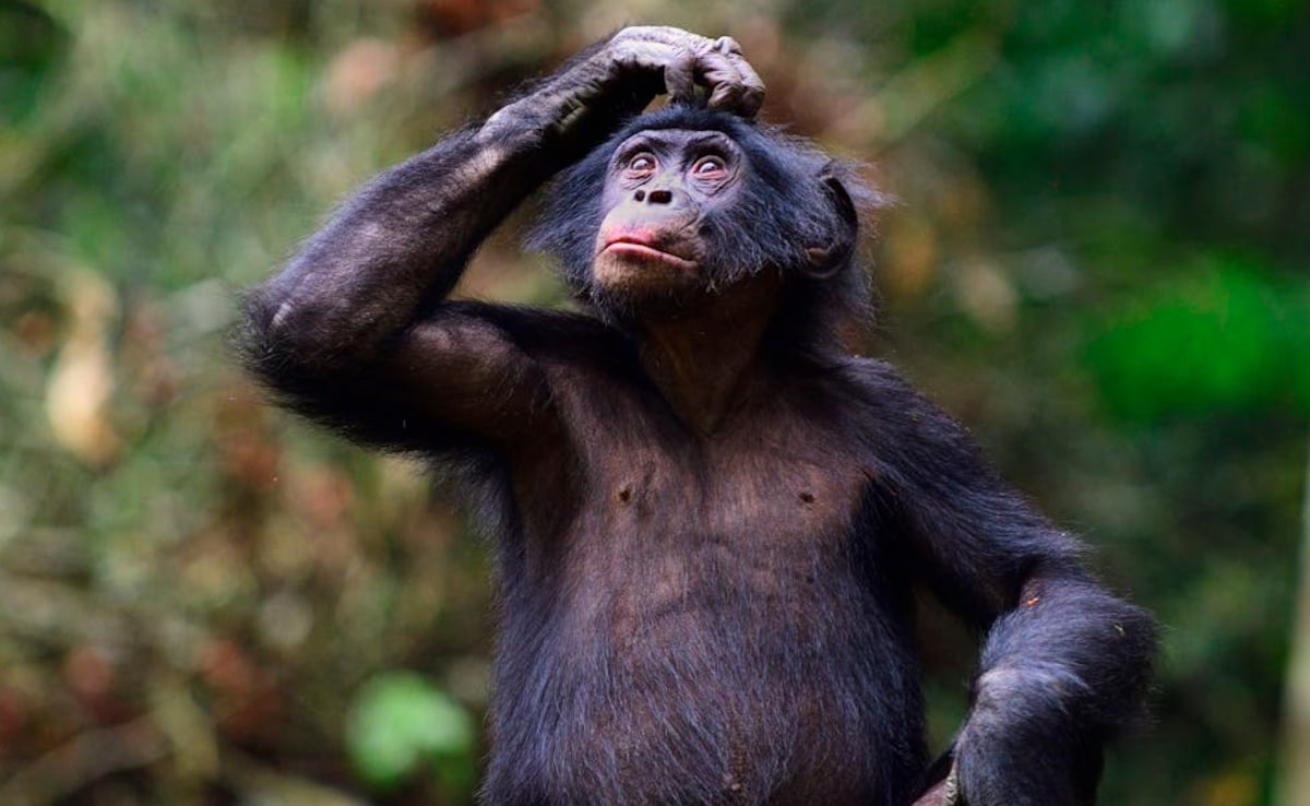 Besides Humans, This Primate Has Developed Language Skills, Say Scientists