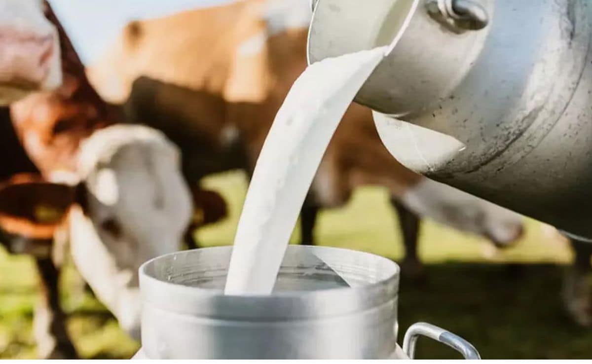 Gokul Milk prices increased know latest rate list of amul and mother ...